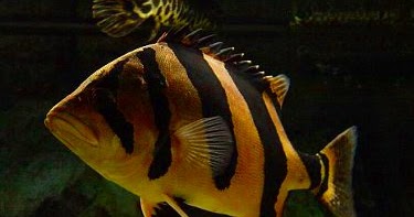 Jenis Ikan Datnoid alias Tigerfish