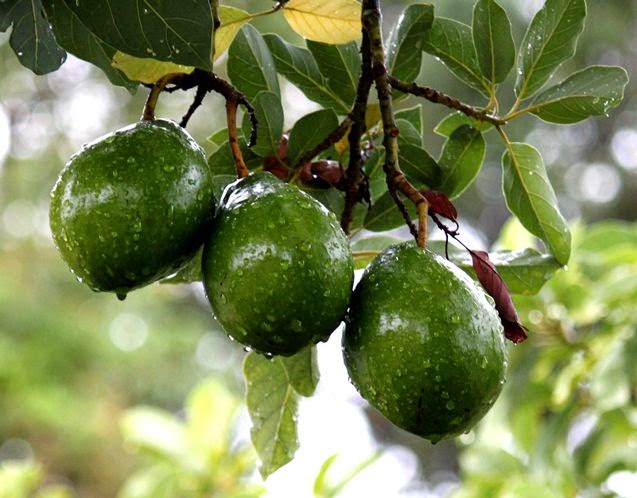 Chandima Gomes: The story of Avocado Tree