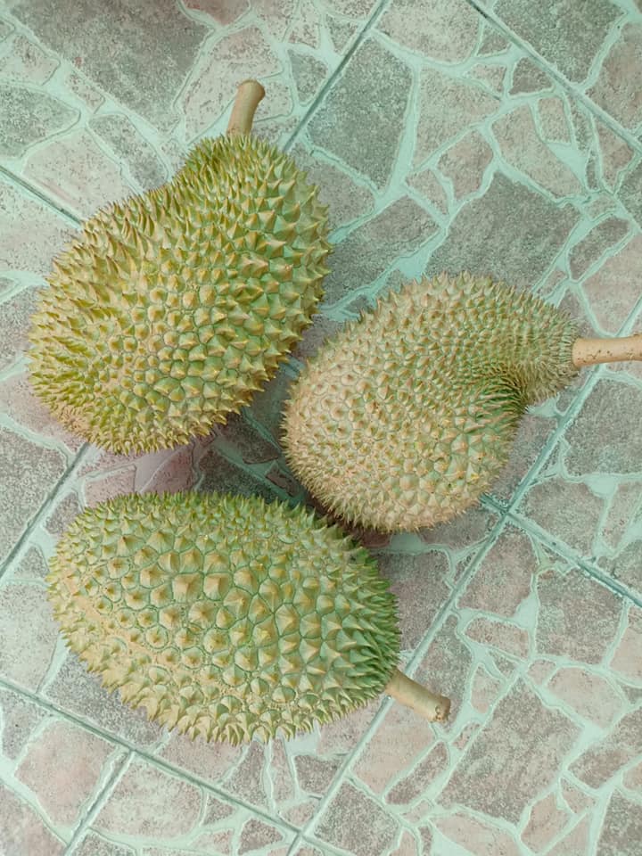 D2 - Durian D2 Dato' Nina