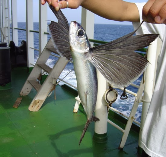Amazing Animals Pictures: A little journey out of Sea. The Flaying Fish ...