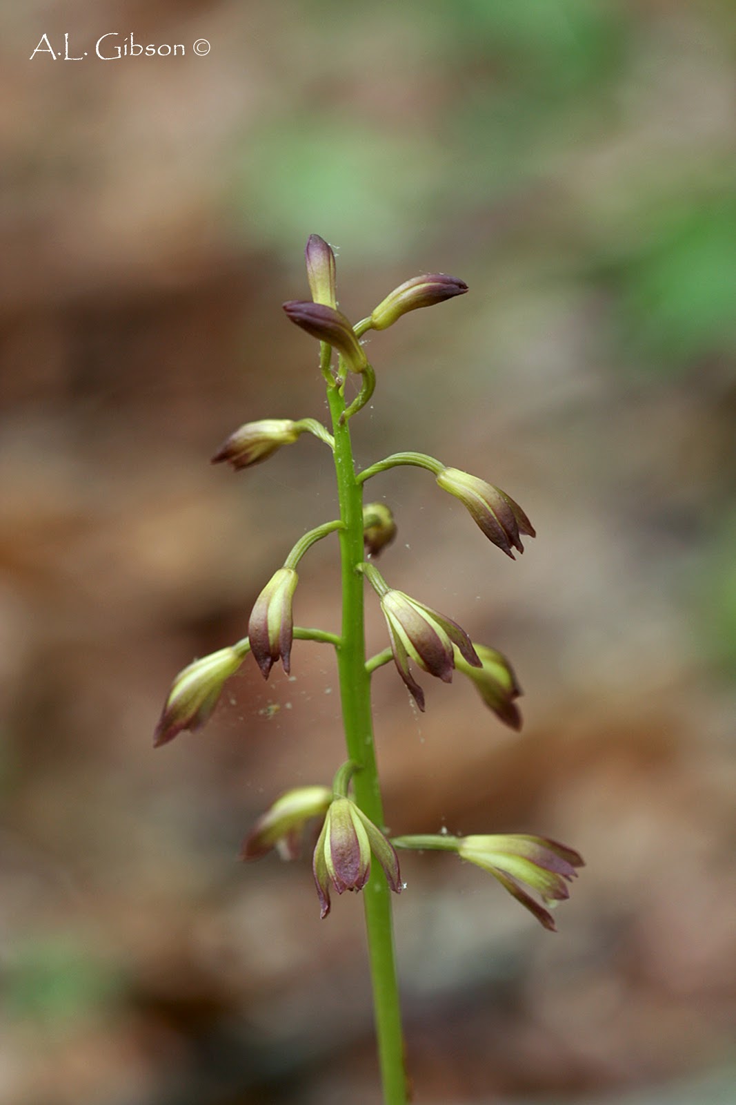 Orchids of Ohio and the Midwest: Aplectrum hyemale