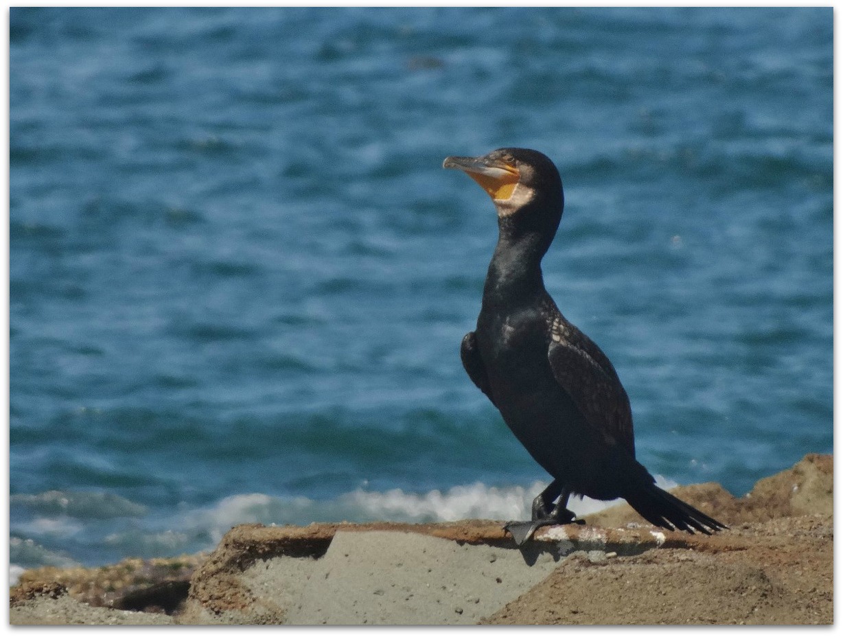 Snap Happy Birding: Great (Black) Cormorant