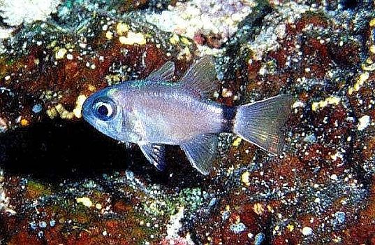 NeuroDojo: Be eaten, make glowing fish poo, profit!