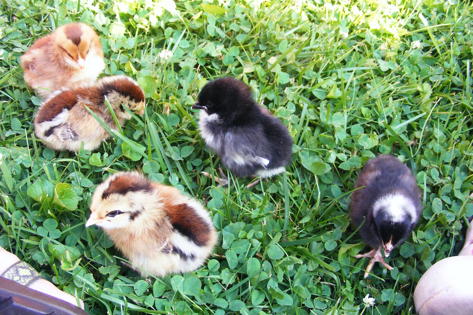 Scrumptious...: 3 day old chicks