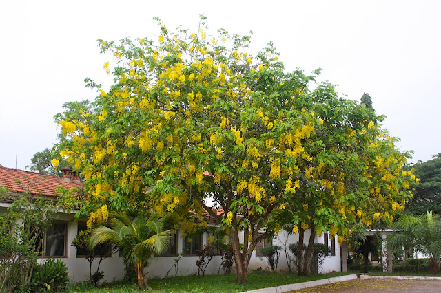 at home in Ghana: Flowering trees