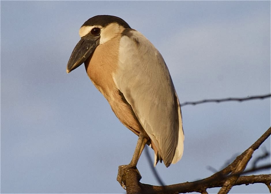 LAS AVES : SUS IMÁGENES Y CARACTERISTICAS.: Garza Cucharona ...
