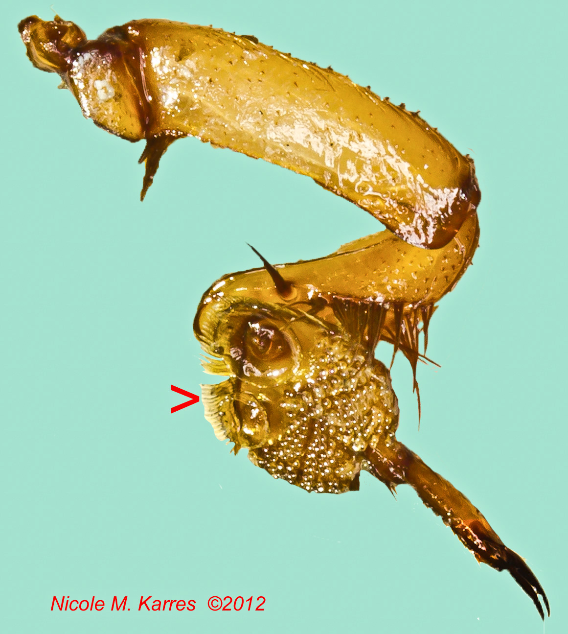 Notes on Urban Ecology: THE ANATOMY OF A BEETLE