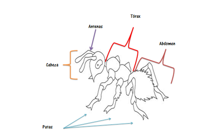 Los insectos: 05/30/13