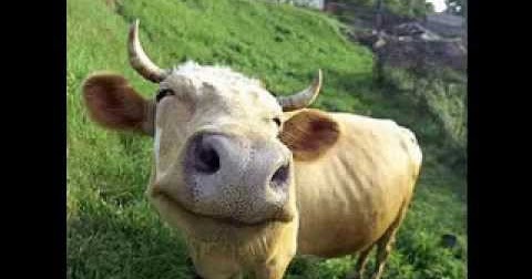 Two Lesbians and a Cow