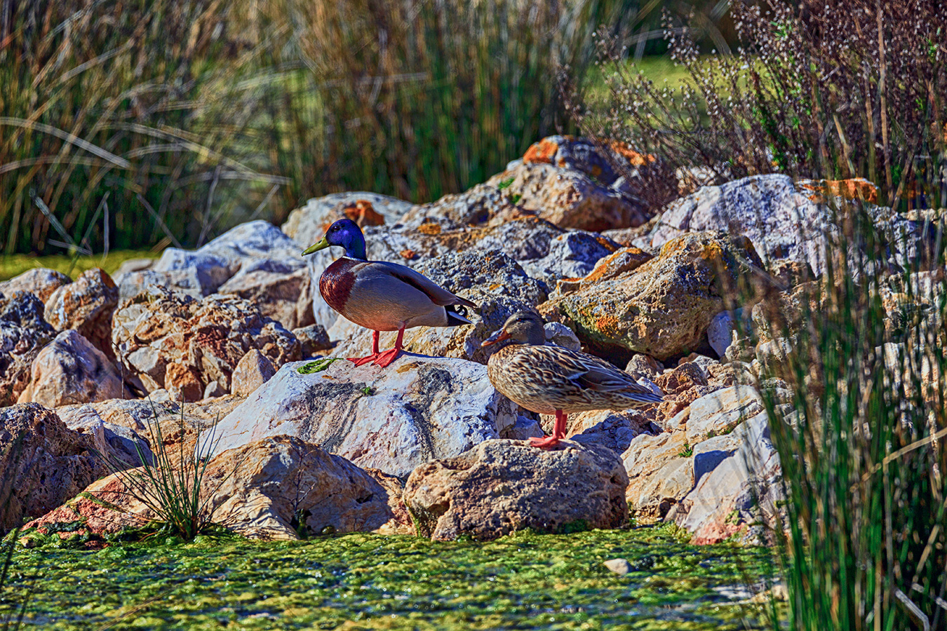Vila do Bispo - fotos antigas: Pato-real - Anas platyrhynchos