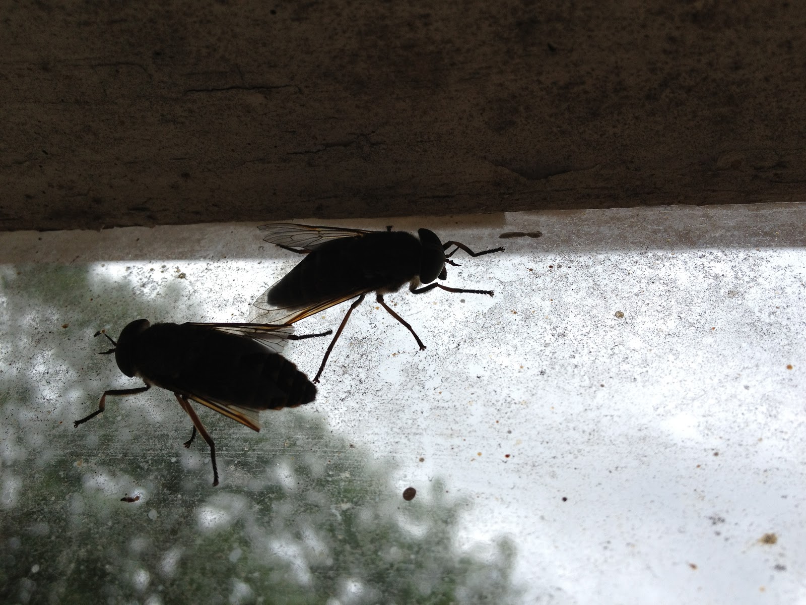 Disco Dancer: Bromsar o blinningar