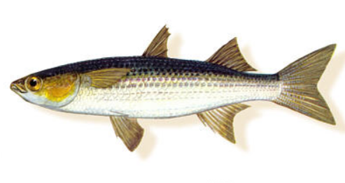 Behind the French Menu: Mulet and Mulet Dore on French Menus. Grey ...