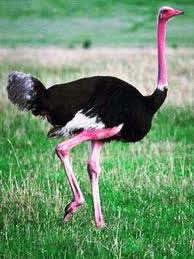 CRA QUERCUS: LOS ANIMALES