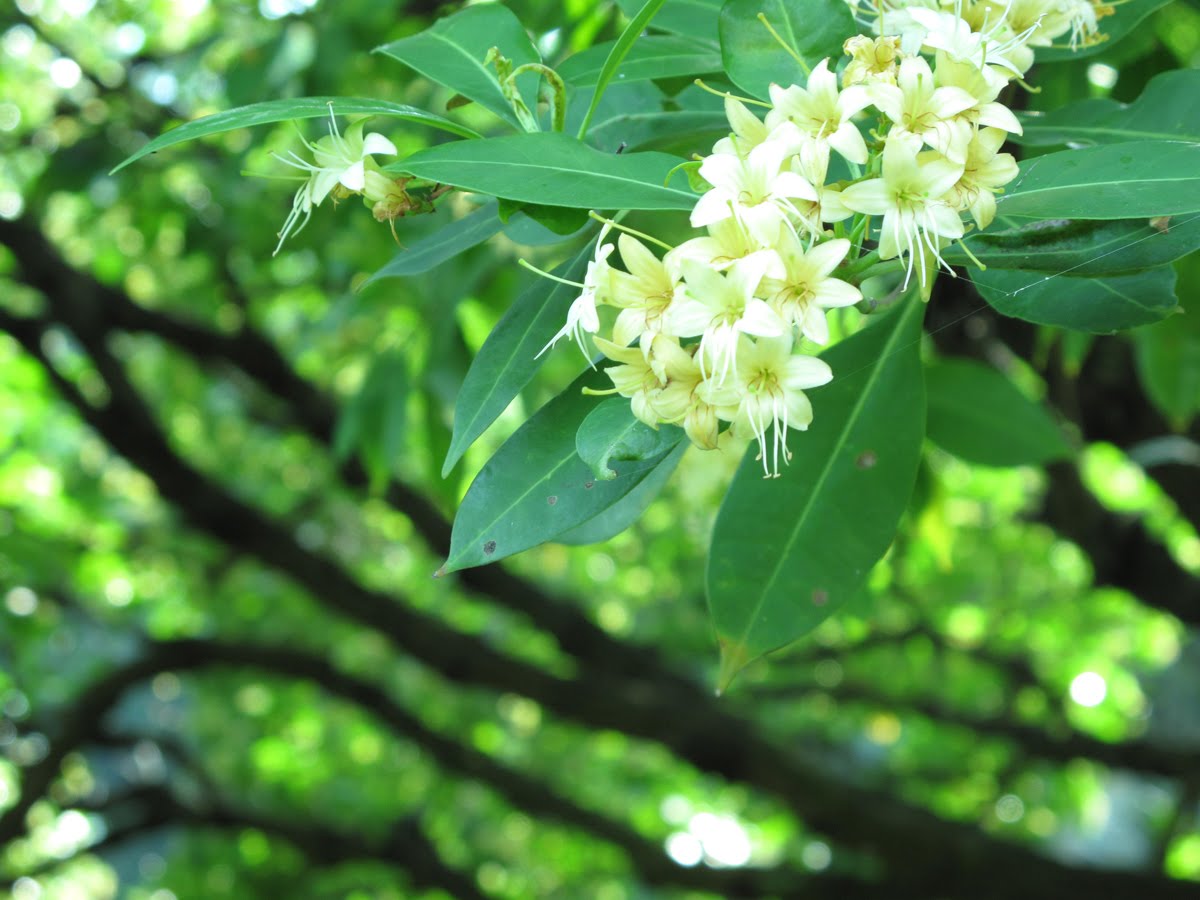 Look at Nature: Tembusu