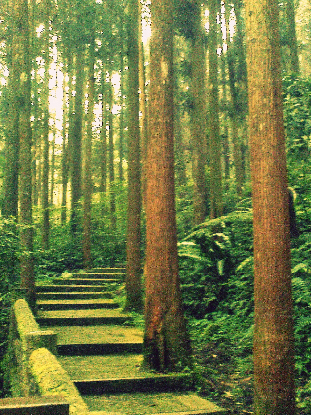 Wander Girl: Xitou Forest Recreation Area