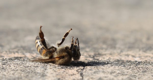 5 Ways to Help the Declining Bee Population