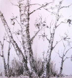 Kim Blair Artist: Pen and Ink drawing,Tree Study, By Canadian Artist ...