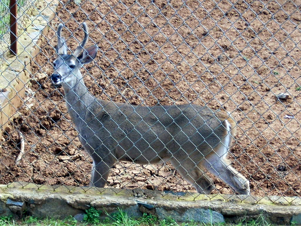 Travels In Mexico: Mazamitla