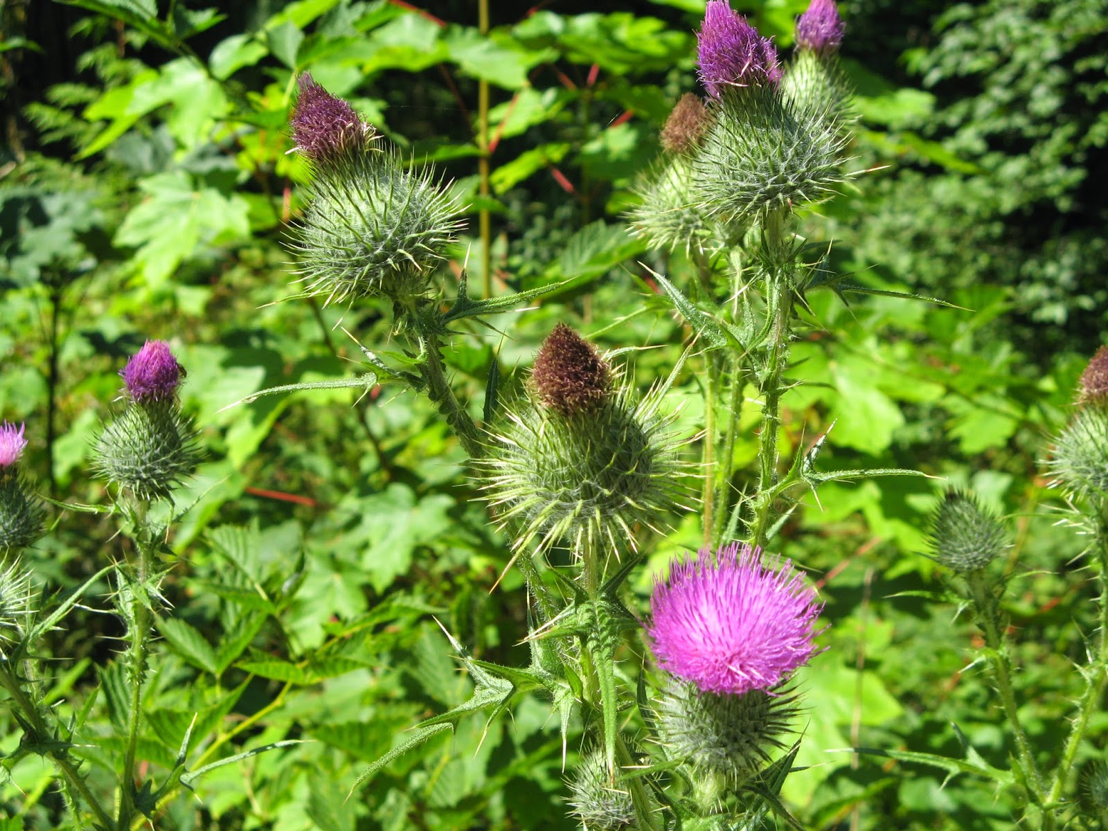Powell River Books Blog: Coastal BC Plants: Bull Thistle