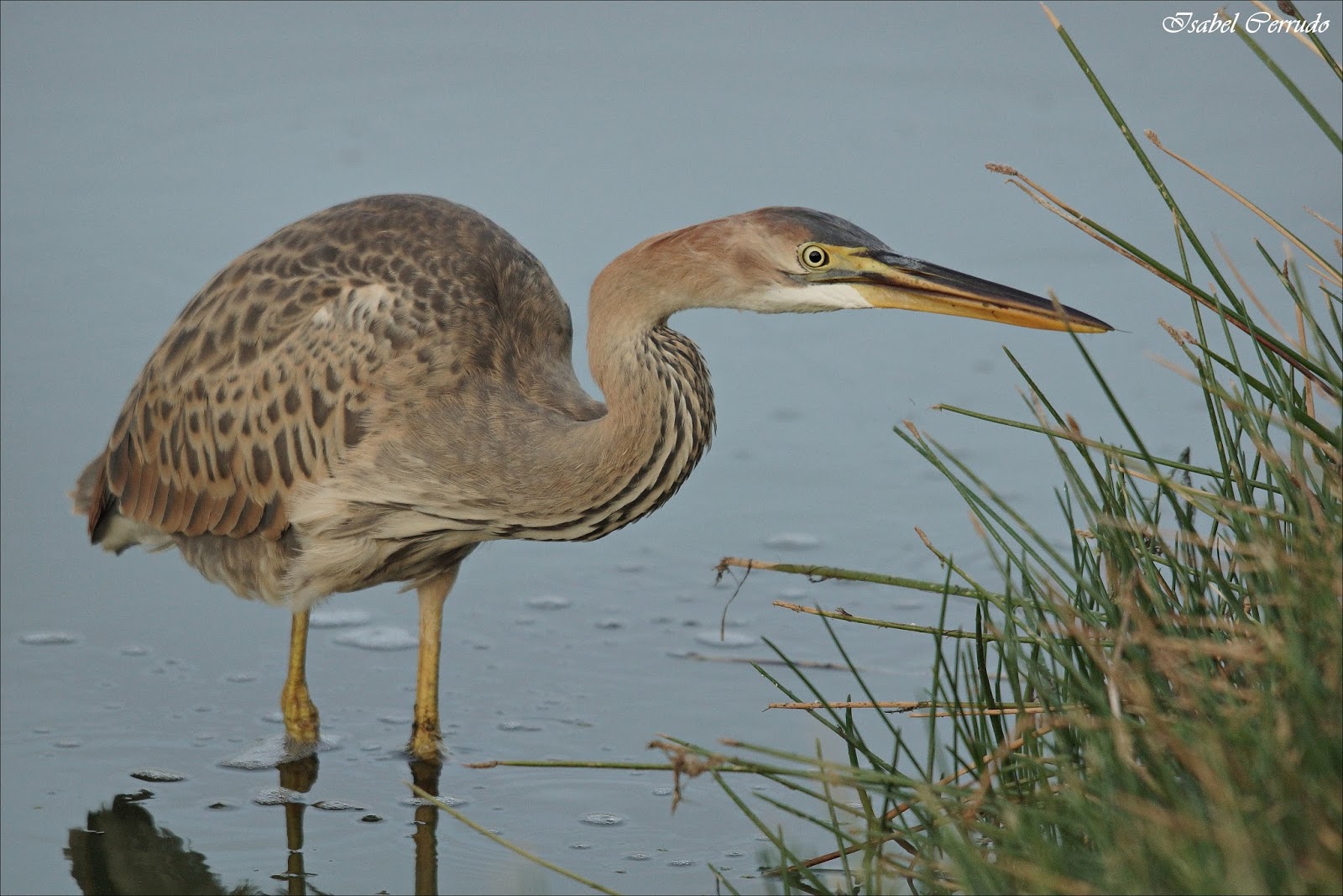 DESDE MI RINCON FOTOGRAFICO: Garza Imperial