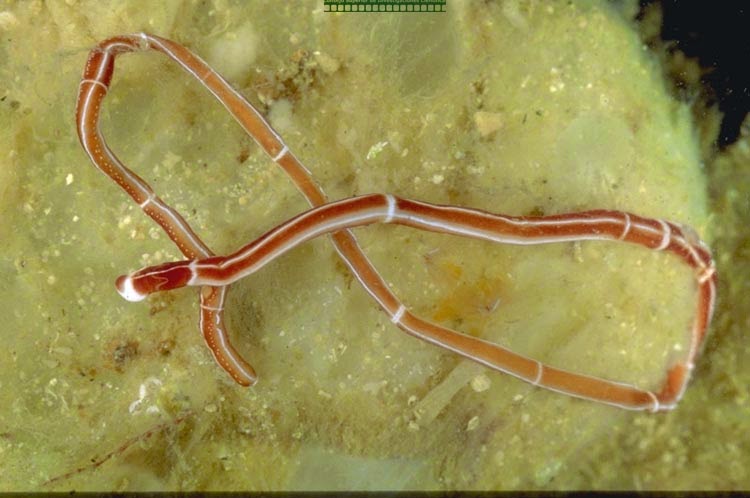 La Zoologia: LA ZOOLOGIA