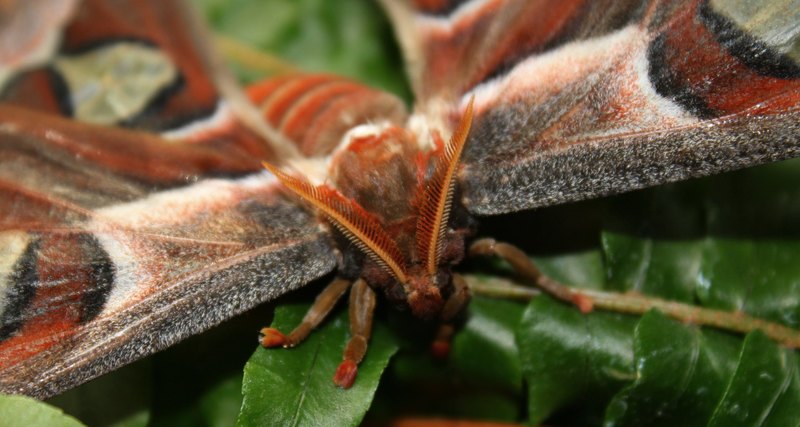 The ancient butterflies had jaws