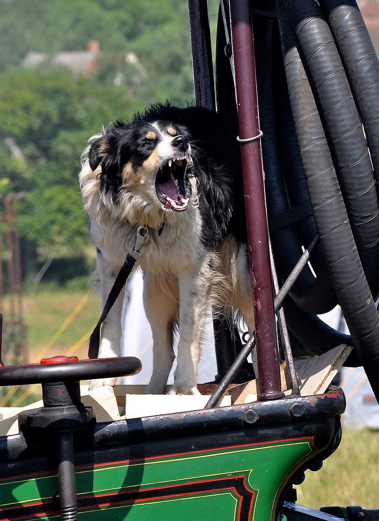 "Barking dogs seldom bite" nghĩa là gì?
