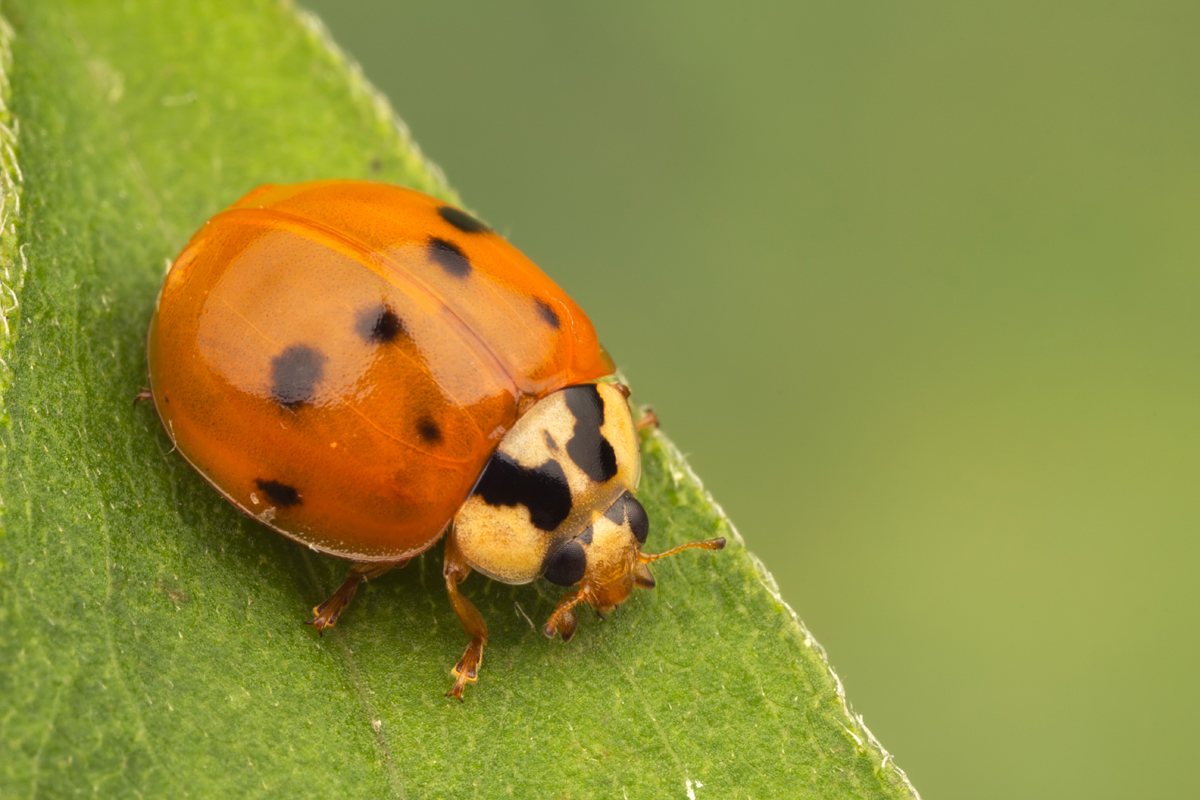 Matt Cole Macro Photography: Ladybird Lifecycle