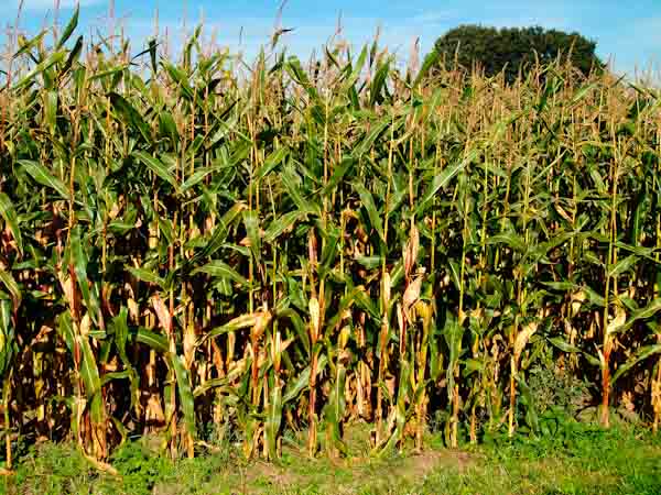 fotoaufnahme: Maisfeld kurz vor der Ernte...
