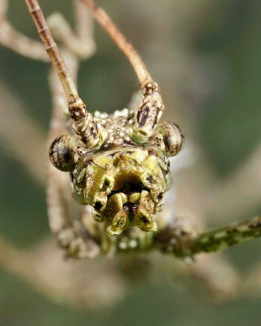 RUN! It's the Moss Monster From the Black Lagoon!! | Featured Creature