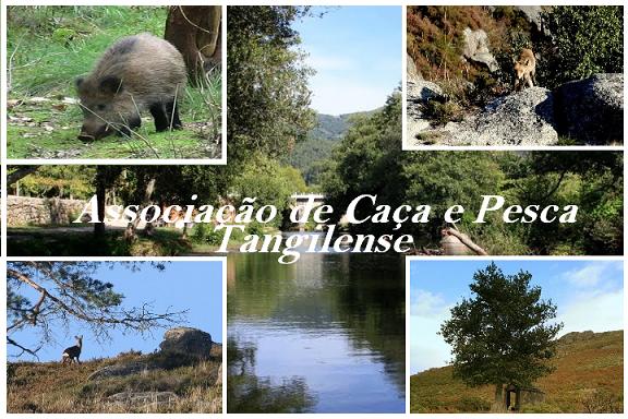 Portugal torrão natal: FREGUESIA DE TANGIL