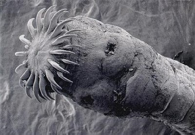 Macam-macam parasit berdasarkan sifat dan cara hidupnya | Its my life