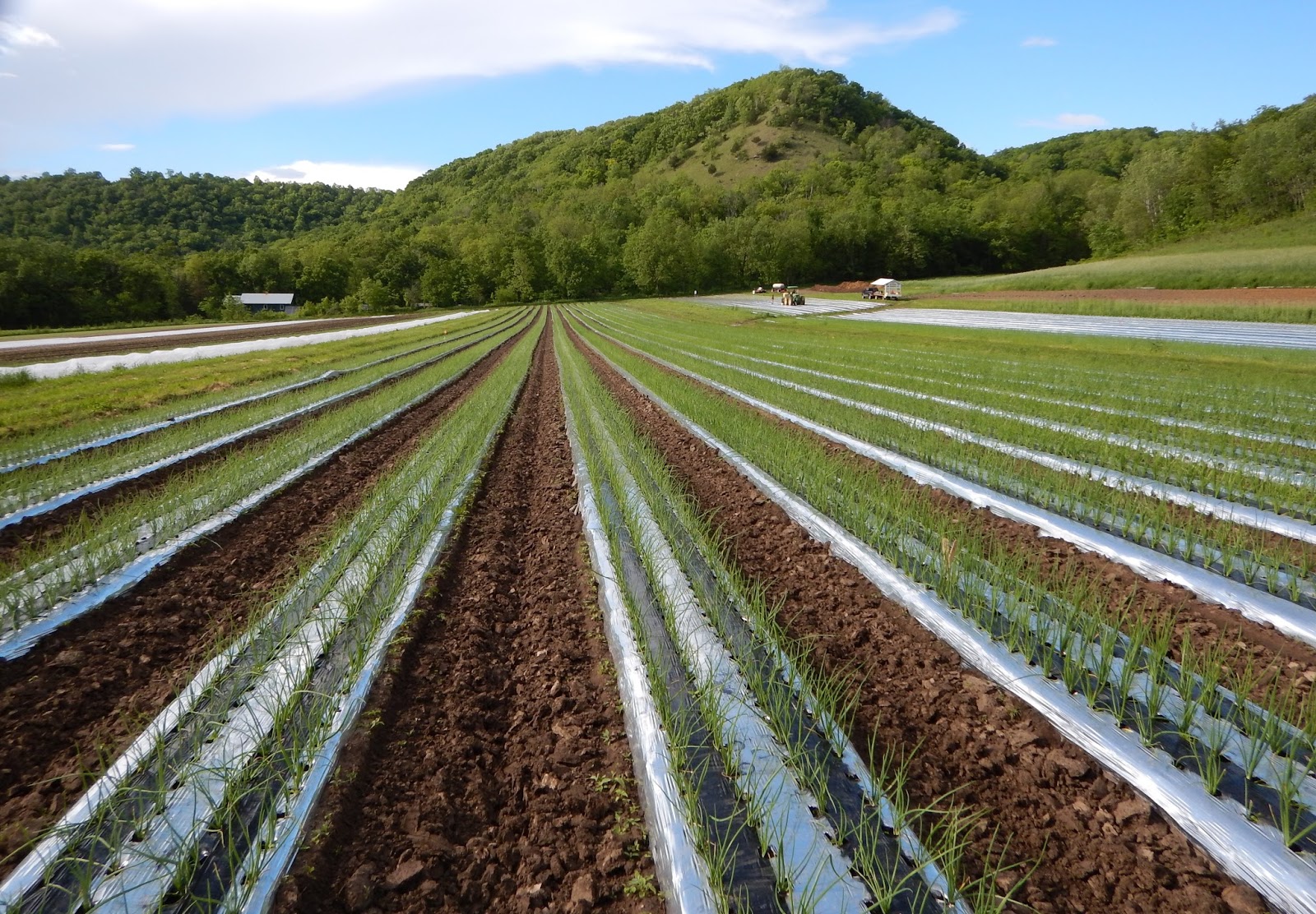 Harmony Valley Farm: "How's the Weather?"