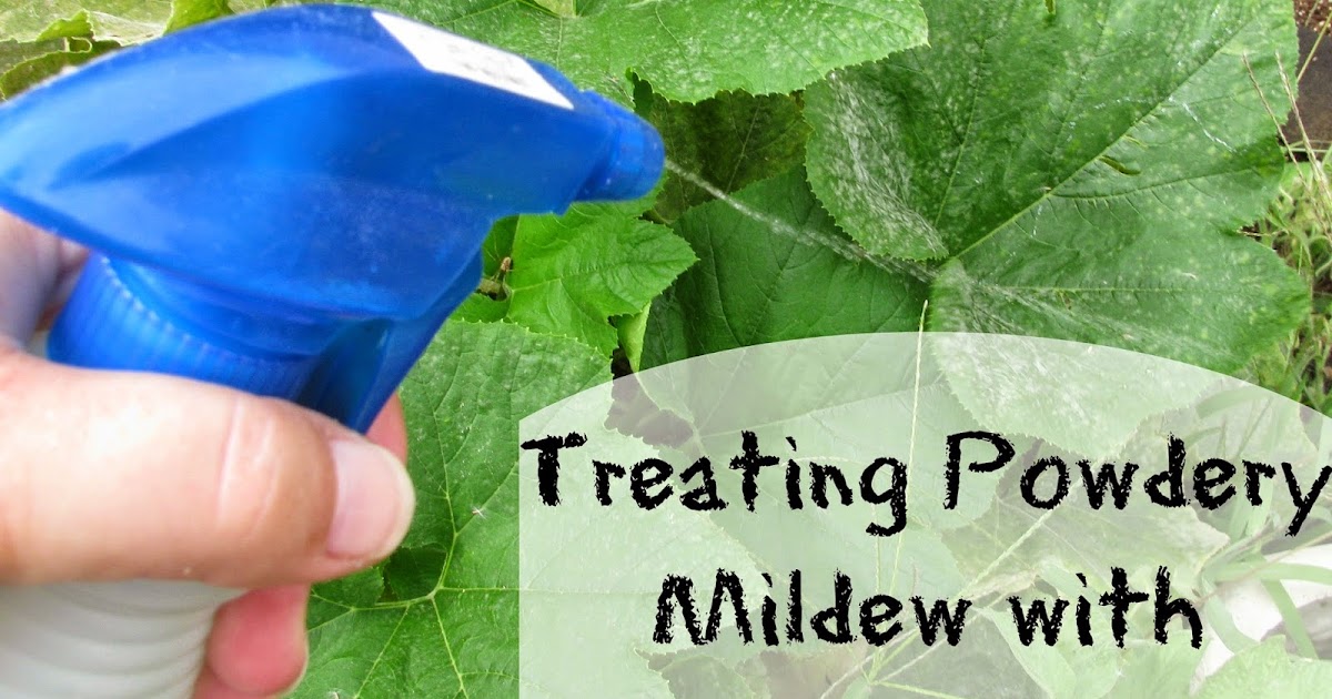 Powdery Mildew Spray Recipe | Bryont Blog