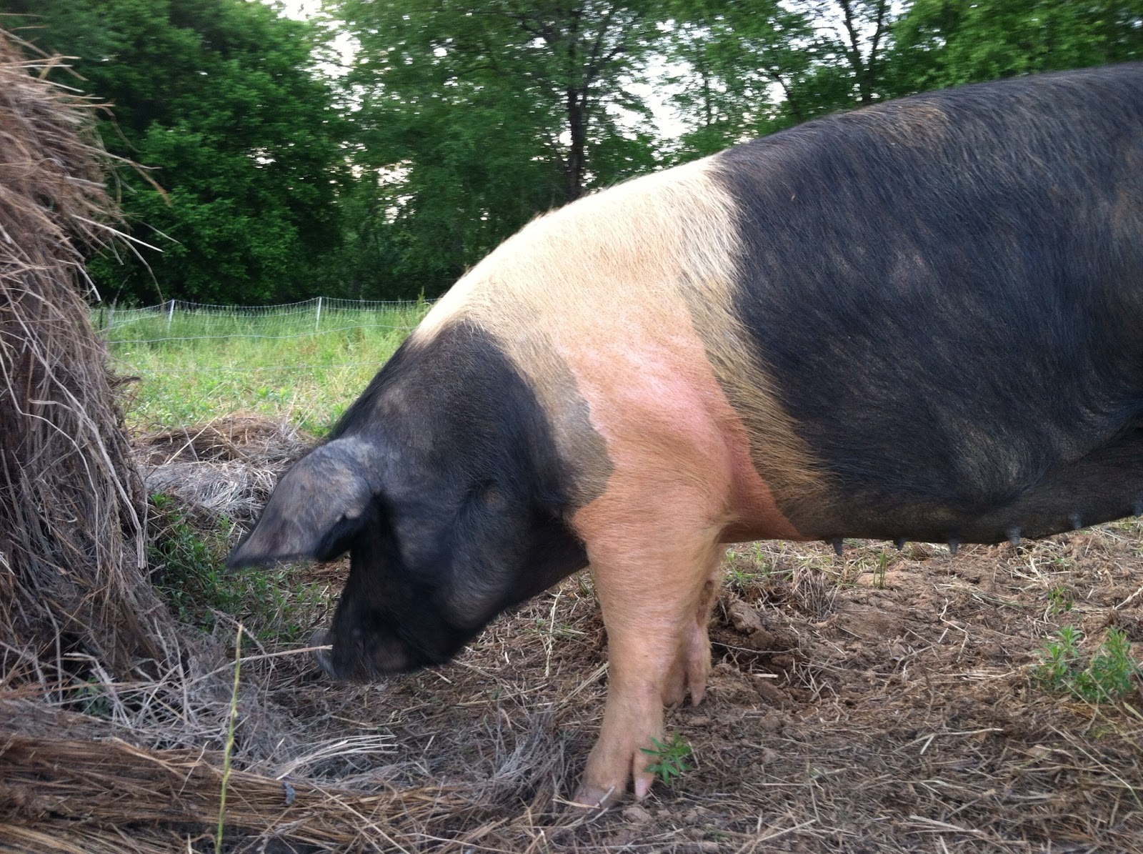 Bluebird Farm: Mama Pigs on the Farm
