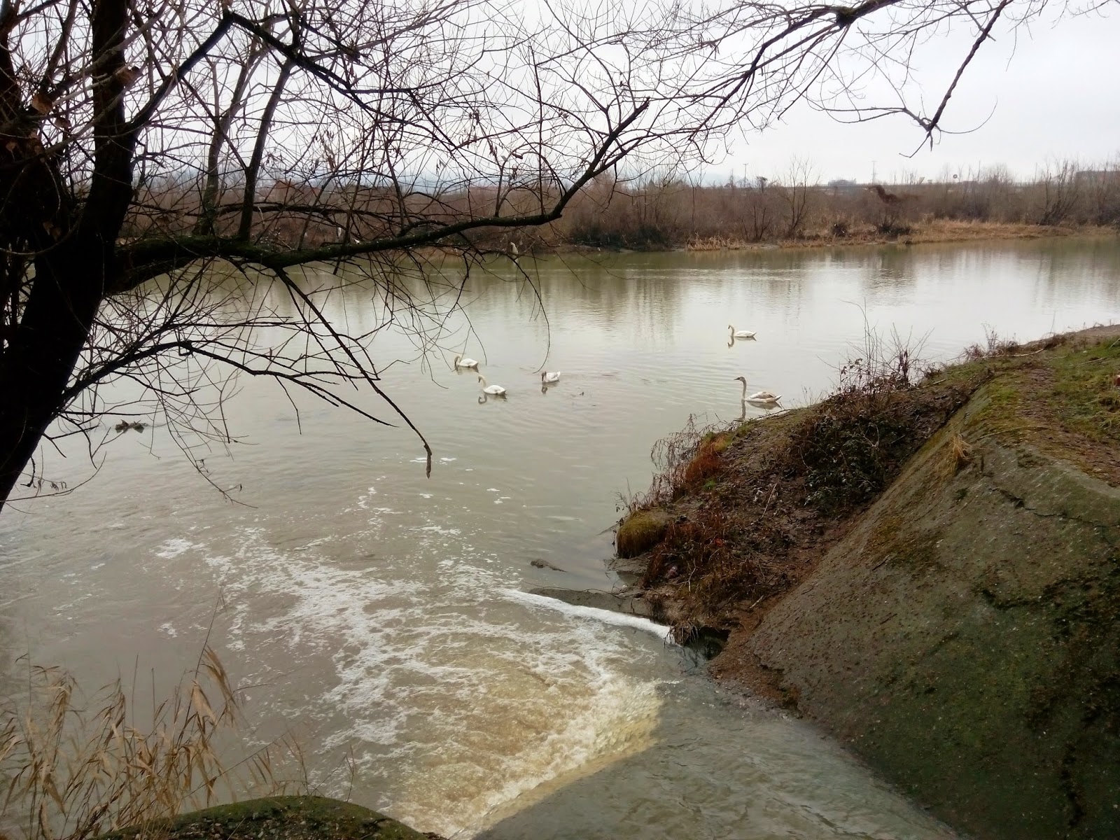 negutjoe: Lebede de iarnă