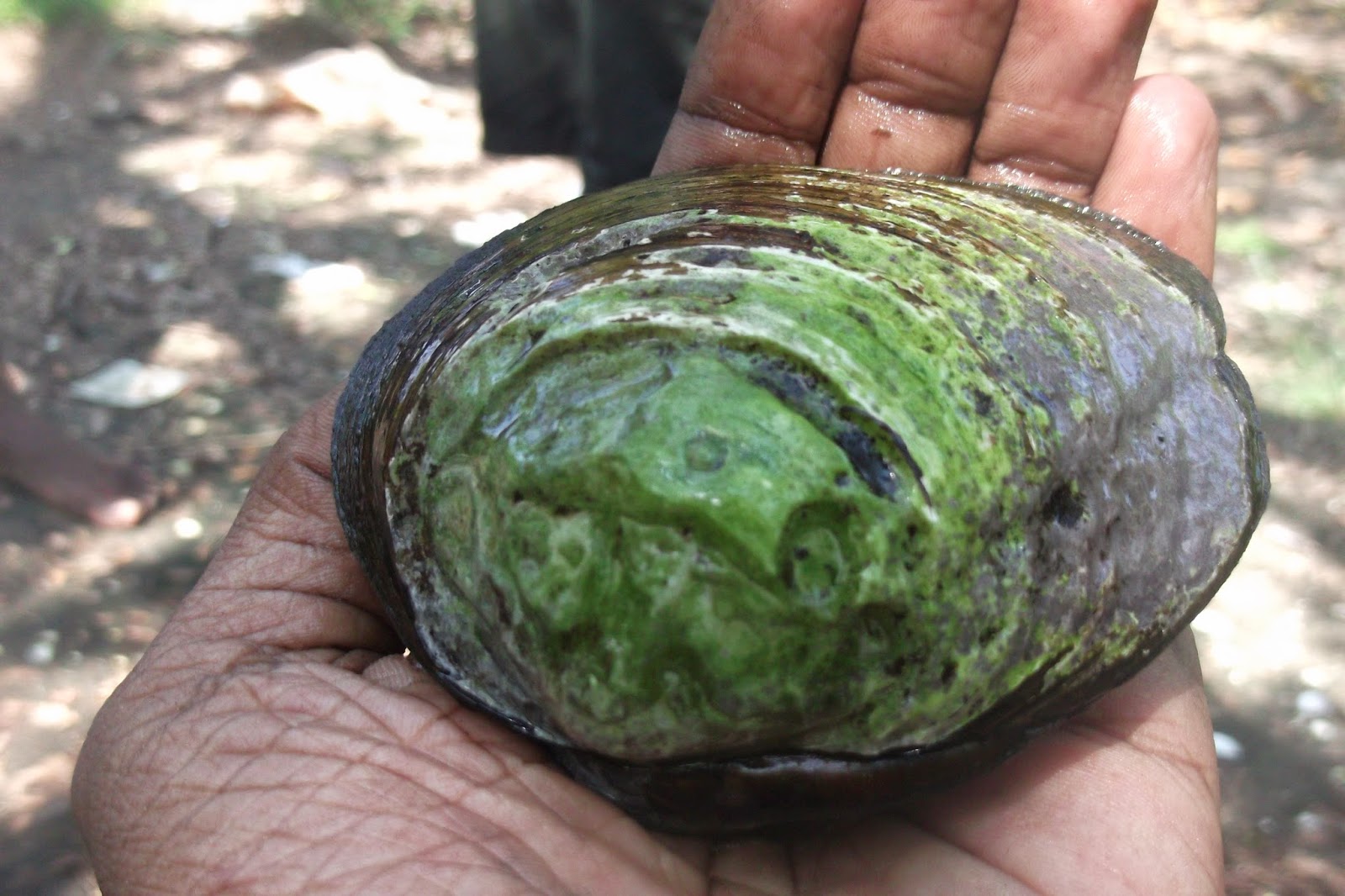 NEGOMBO SEAFOODS: CLAMES