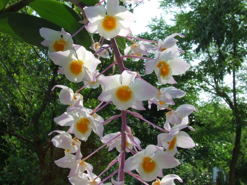 Grow and care Dendrobium amabile - Dendrobium bronckartii - Callista ...