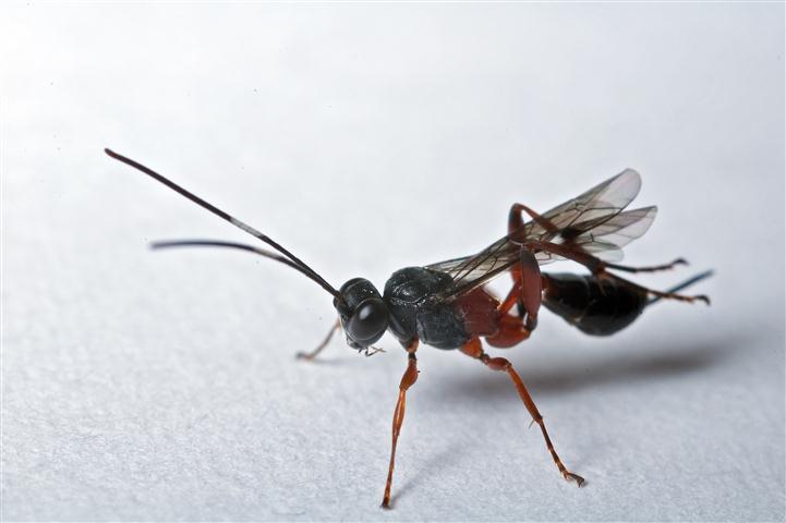 Bryce McQuillan Macro Photography: Wasps