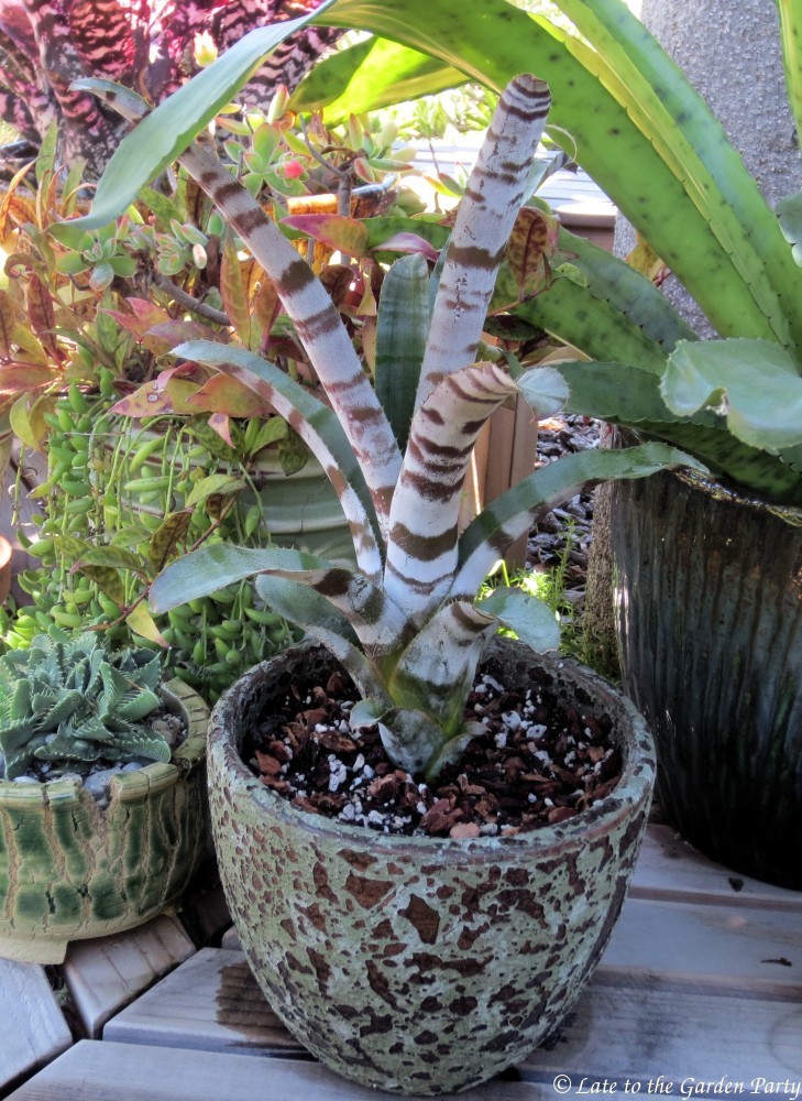 Late to the Garden Party: Foliage Follow-up: More Bromeliads!