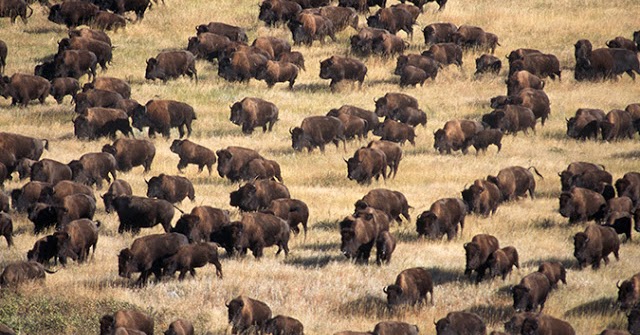 Thousands Of Buffalo Appear At Site Of Standing Rock Protest [Watch]