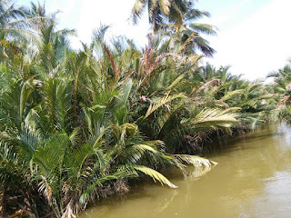 Pokok Nipah dan Pokok Kelapa Adalah Sama