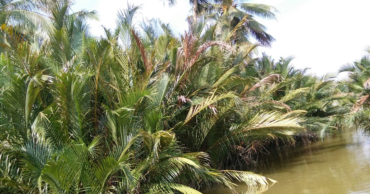 Apa Itu Pokok Nipah?