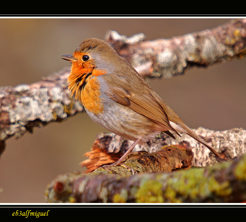 MIS AMIGAS LAS AVES: Petirrojo europeo (Erithacus rubecula)