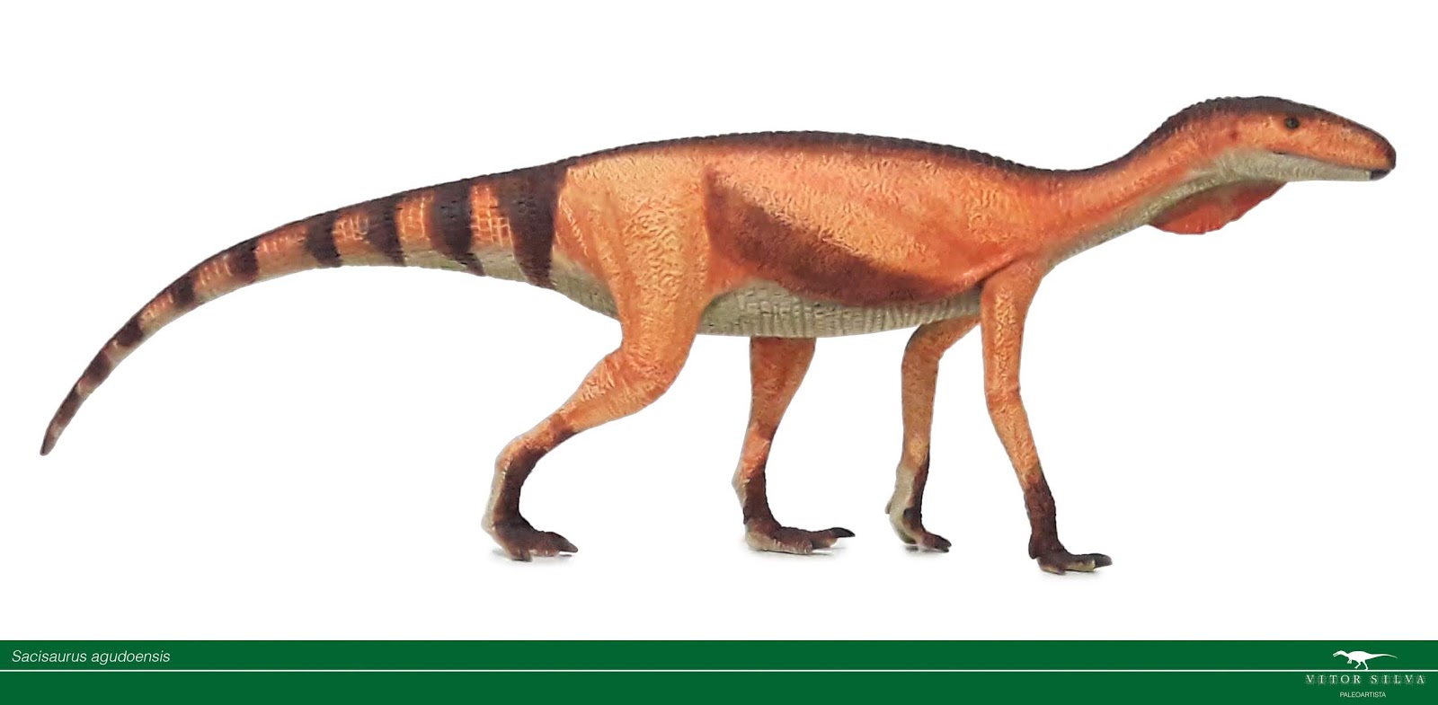 Vitor Silva - Paleoartista: Sacisaurus