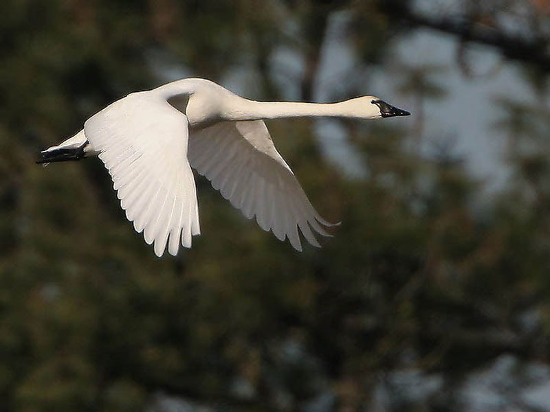 Unfinalization - Chapter 1 - Malteaser - The Man From U.N.C.L.E ...