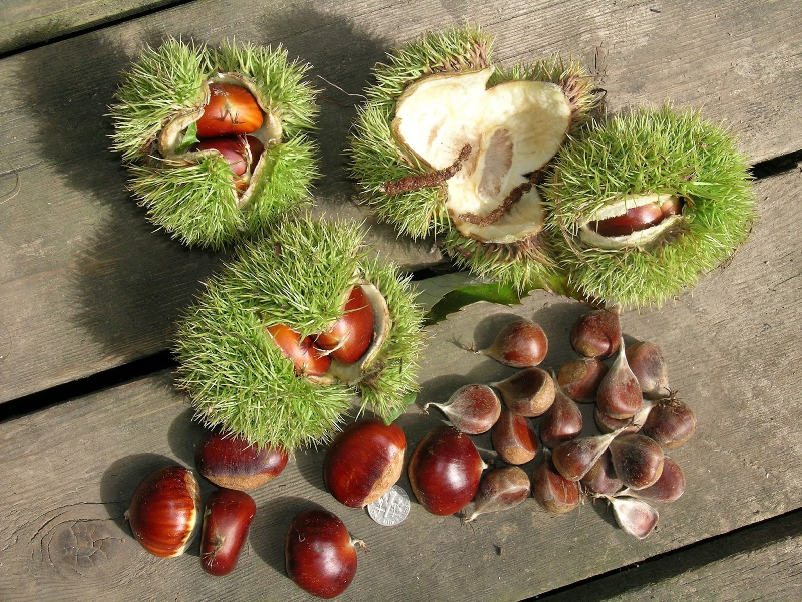 The Badgersett Growers Blog: Chestnut harvest looming- and huge!