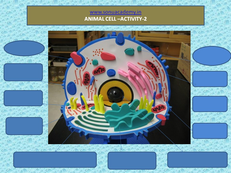 SONU ACADEMY: ANIMAL CELL -ACTIVITY