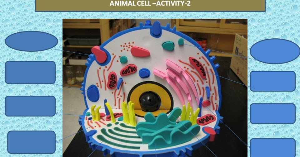 SONU ACADEMY: ANIMAL CELL -ACTIVITY
