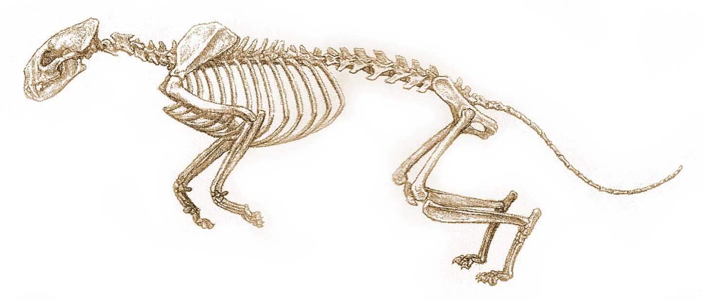 Mundo Pré-Histórico: Proailurus